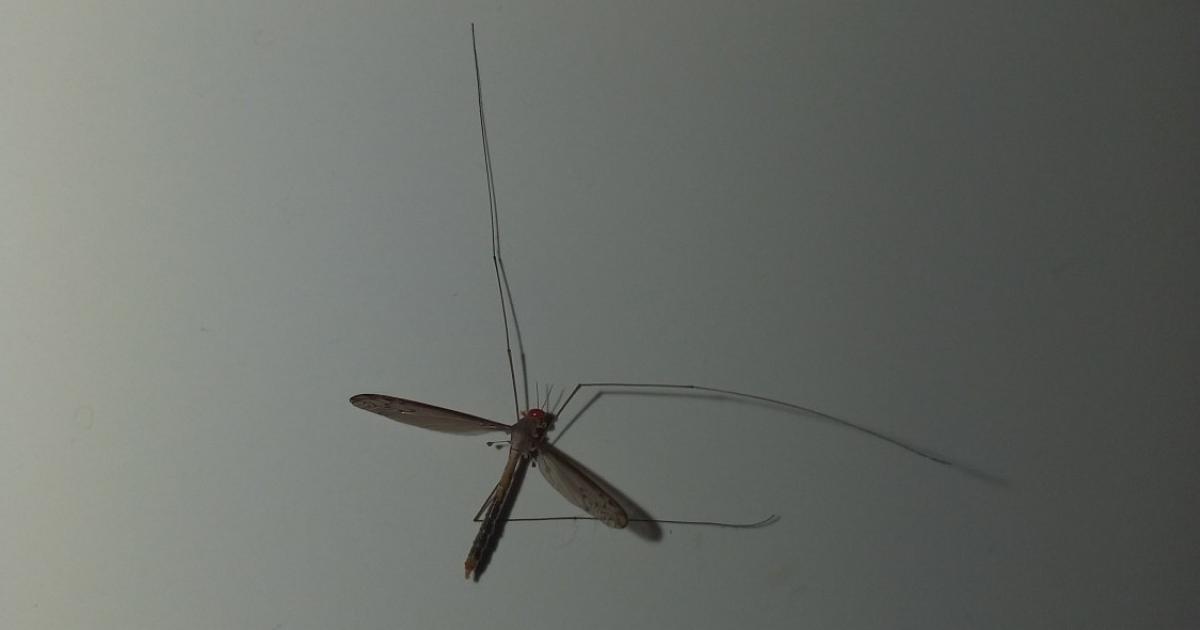 Mosquito #170144 - Biofaces - Bring Nature Closer