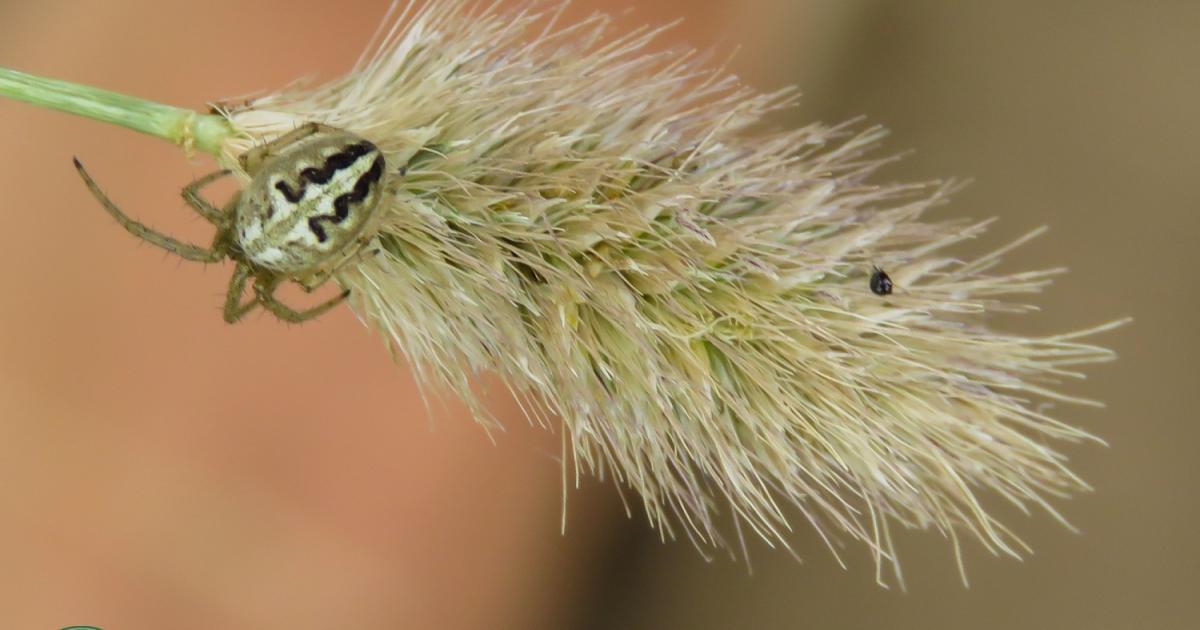 Neoscona #174690 - Biofaces - Bring Nature Closer