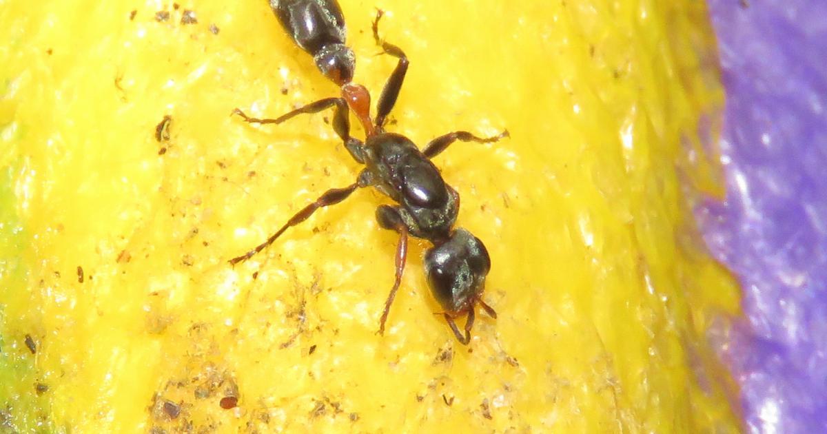 Pseudomyrmex #175980 - Biofaces - Bring Nature Closer