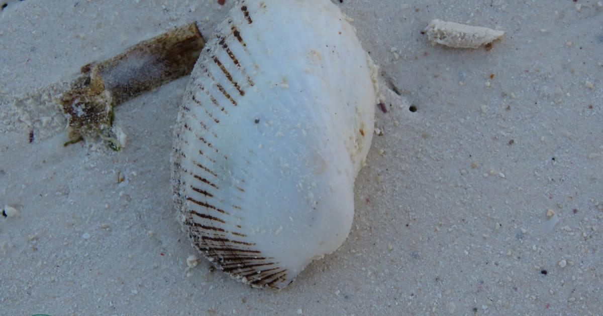 Anadara #178684 - Biofaces - Bring Nature Closer