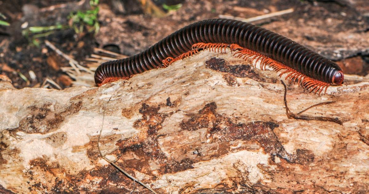 Giant #182707 - Biofaces - Bring Nature Closer