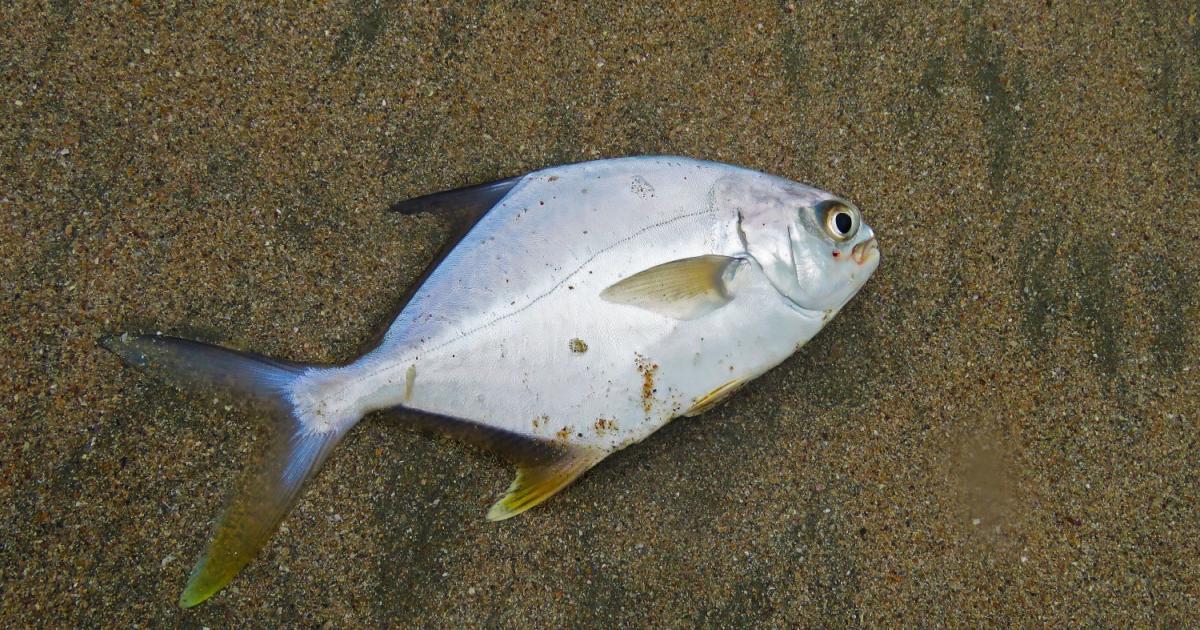 Trachinotus carolinus [Not evaluated] - Biofaces - Bring Nature Closer