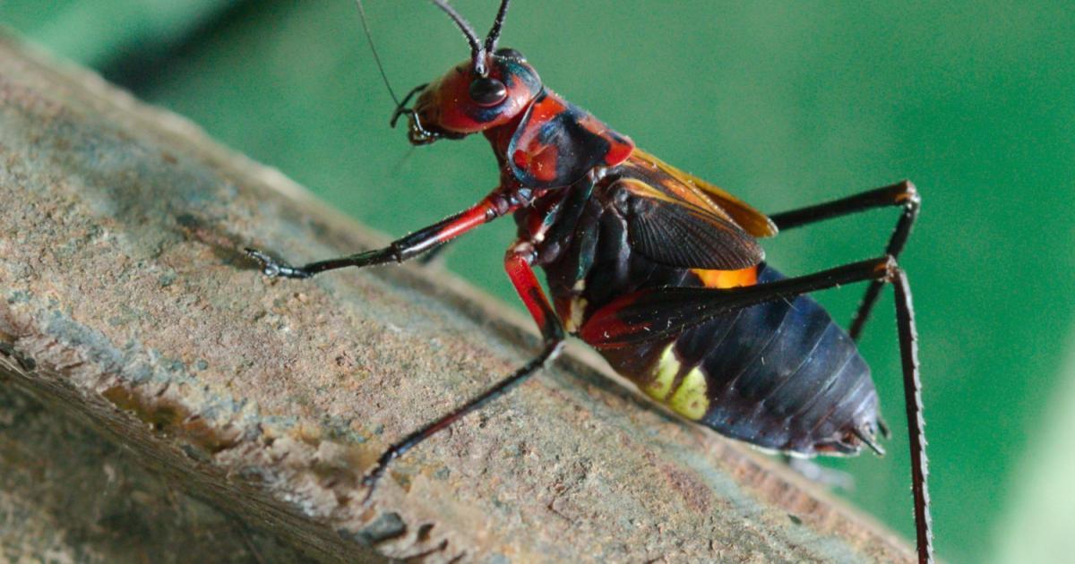 Scaphura #184289 - Biofaces - Bring Nature Closer