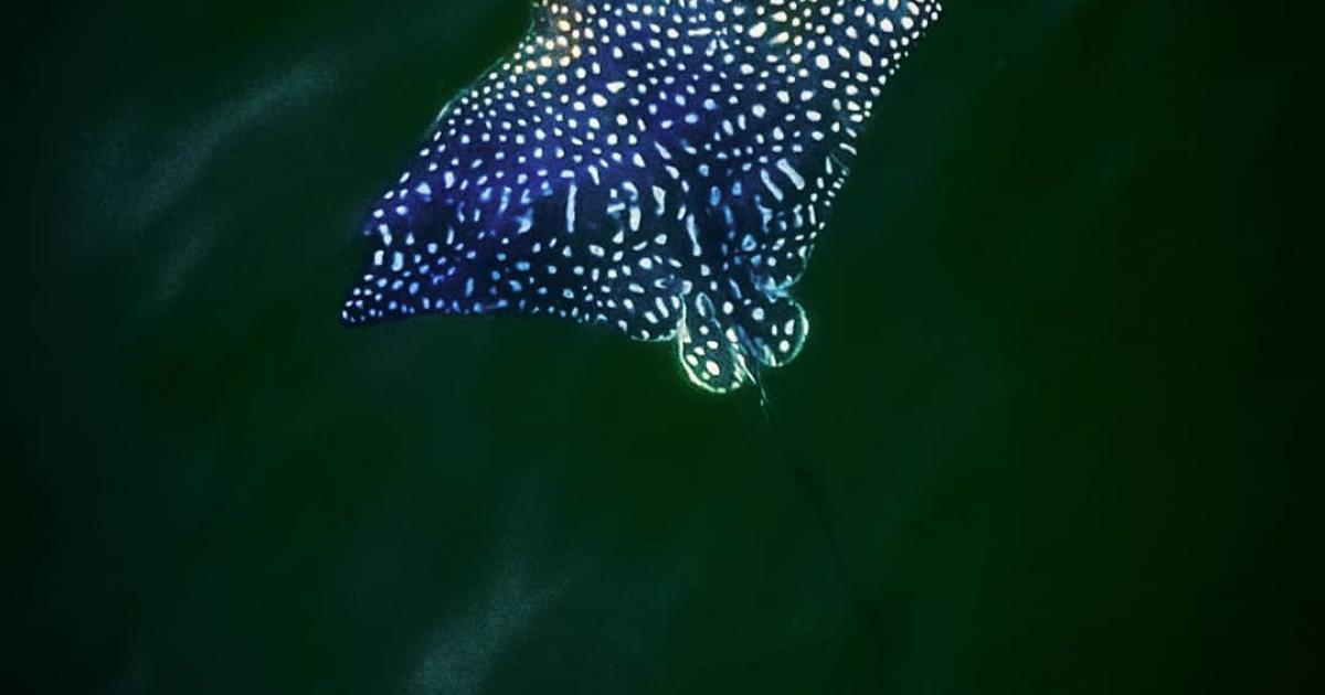 Raia-pintada #198161 - Biofaces - Bring Nature Closer