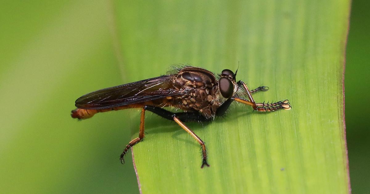 MOSCA #205438 - Biofaces - Bring Nature Closer