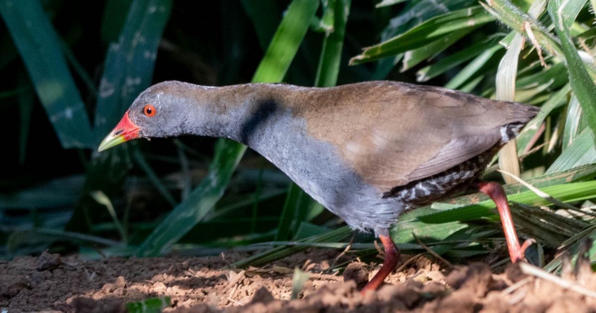 turu #207256 - Biofaces - Bring Nature Closer