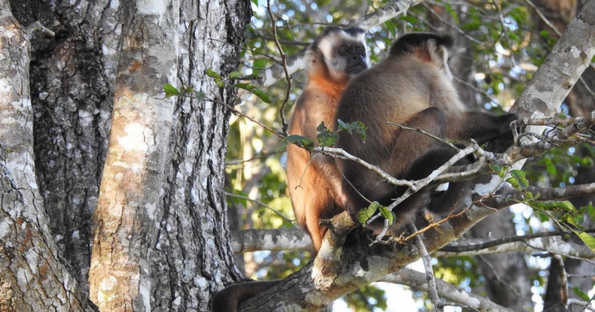 Sapajus #208088 - Biofaces - Bring Nature Closer