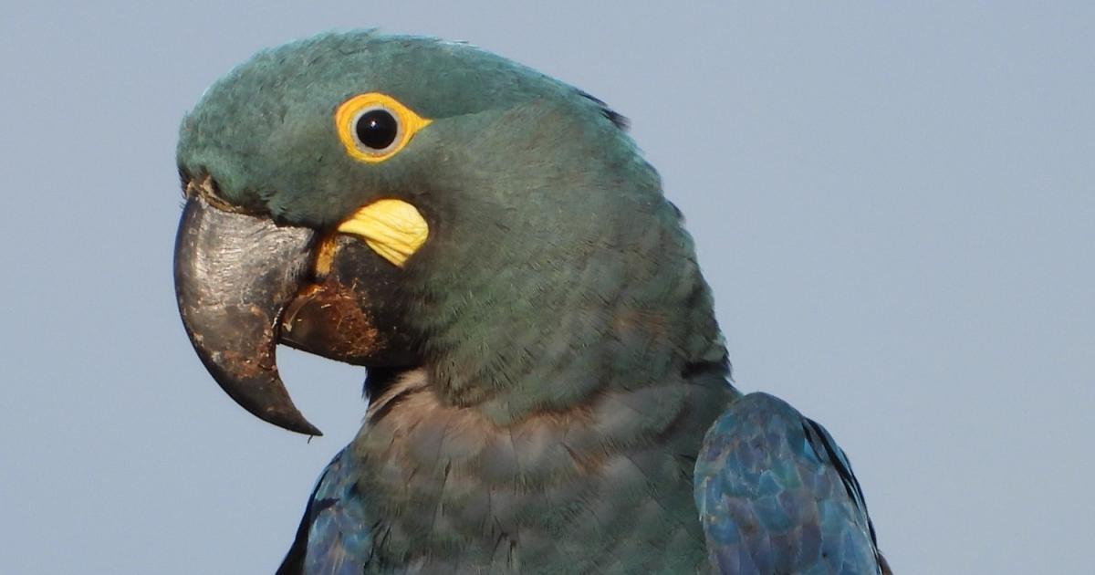 Arara-azul-de-lear #208295 - Biofaces - Bring Nature Closer