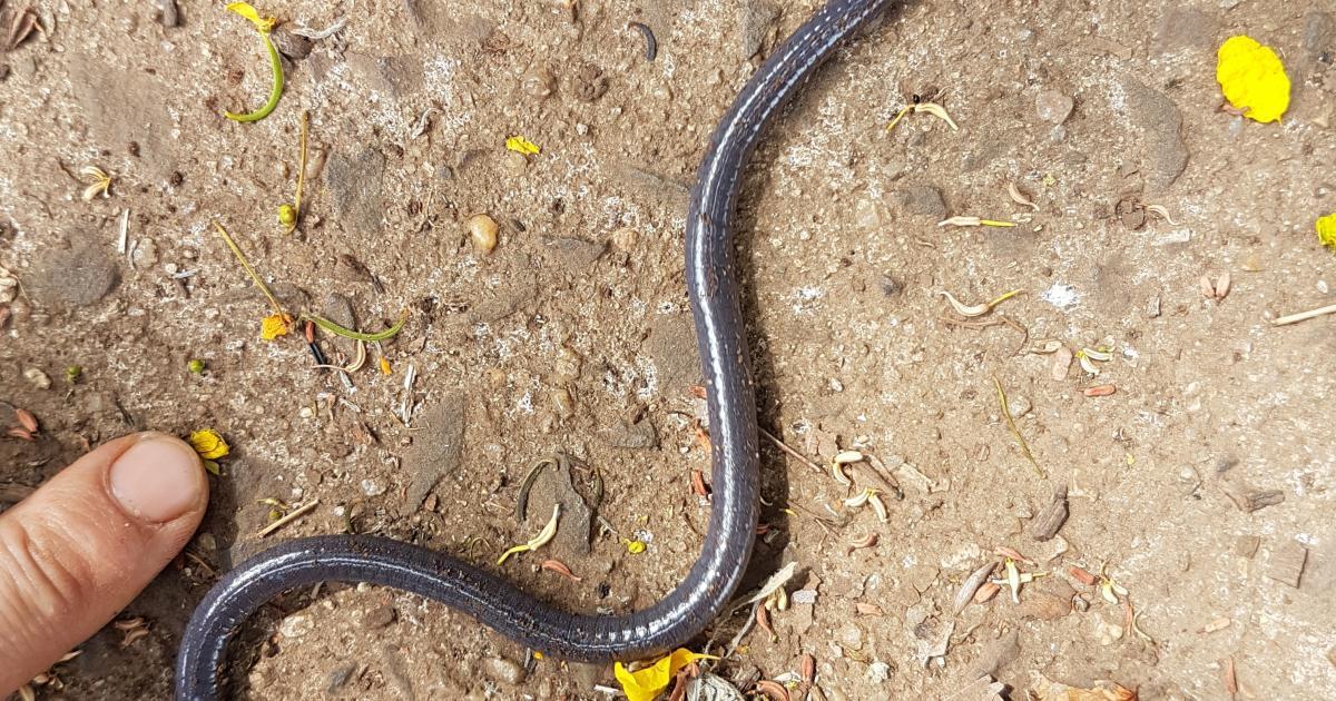 siphonops #212216 - Biofaces - Bring Nature Closer