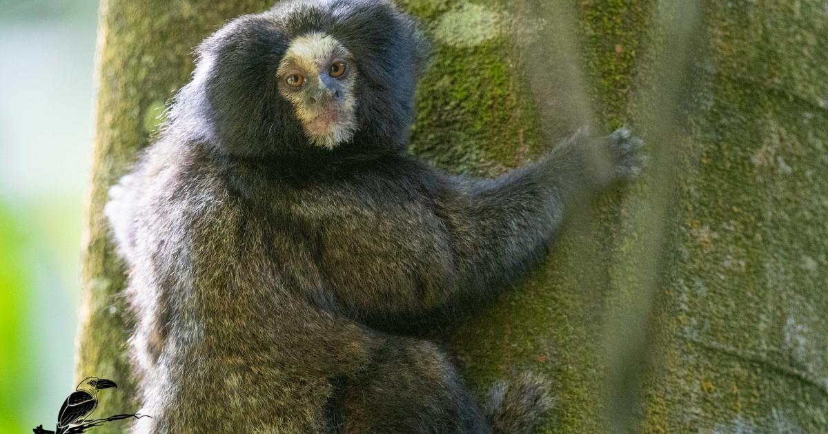 Sagui #212465 - Biofaces - Bring Nature Closer