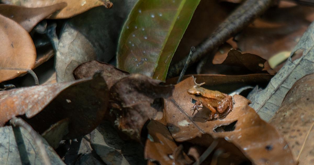 Sapinho-de-stephen #224224 - Biofaces - Bring Nature Closer