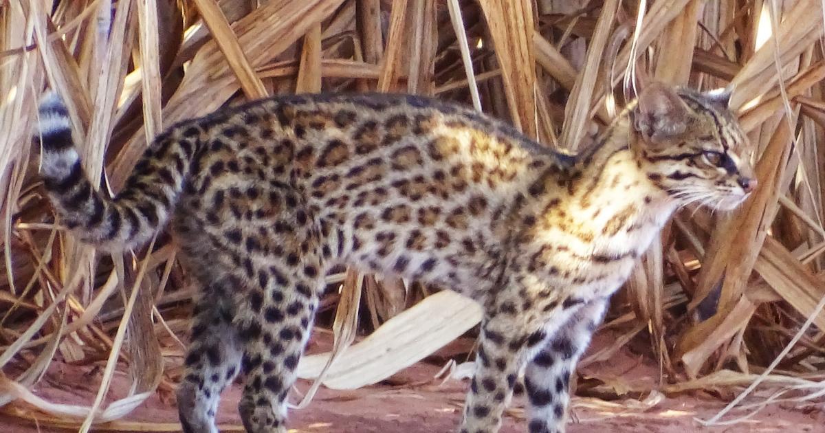 Gato-do-mato-pequeno_Leopardus #227066 - Biofaces - Bring Nature Closer