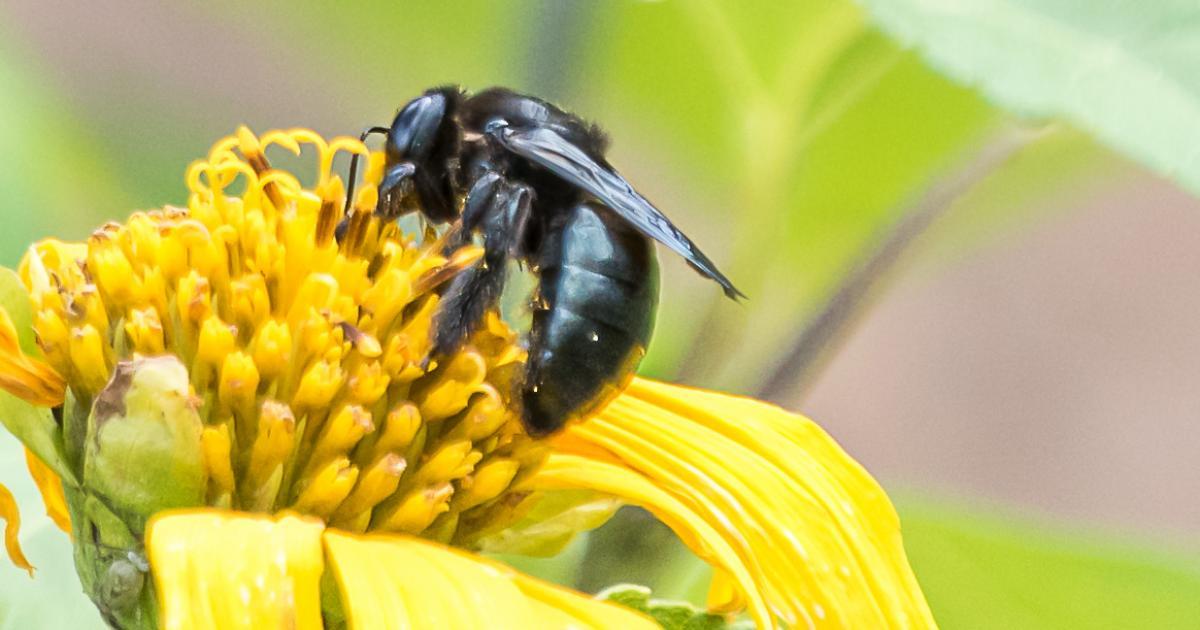 MAMANGAVA-PRETA #230014 - Biofaces - Bring Nature Closer