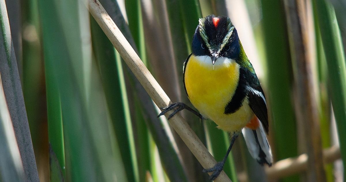 Papa-piri #231047 - Biofaces - Bring Nature Closer