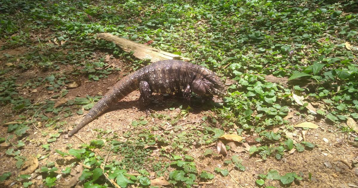 Teiú #236464 - Biofaces - Bring Nature Closer