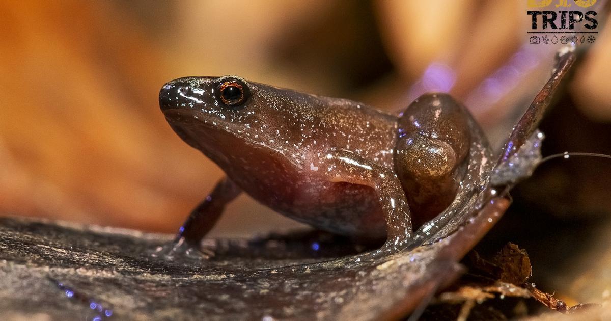 Hudson's #250729 - Biofaces - Bring Nature Closer