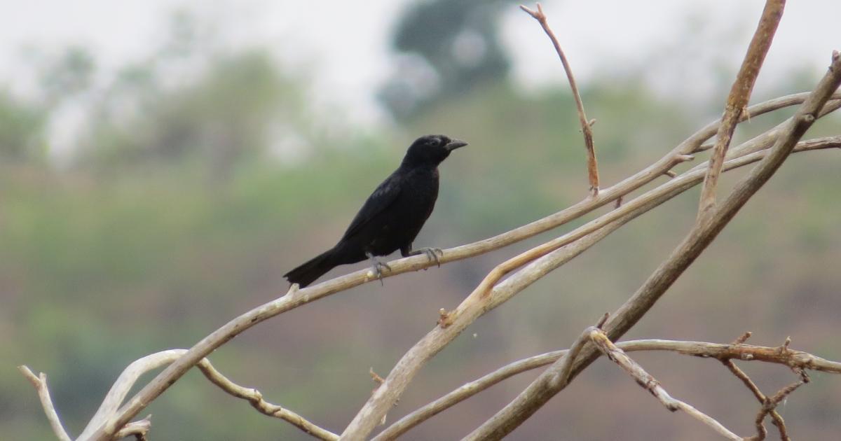 Tiê-caburé #253301 - Biofaces - Bring Nature Closer