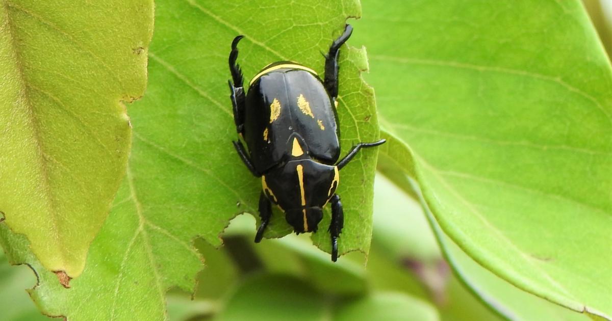 Rutela #253310 - Biofaces - Bring Nature Closer