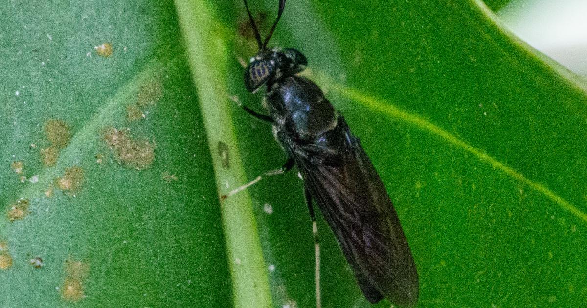 Mosca-soldado-negro #258678 - Biofaces - Bring Nature Closer