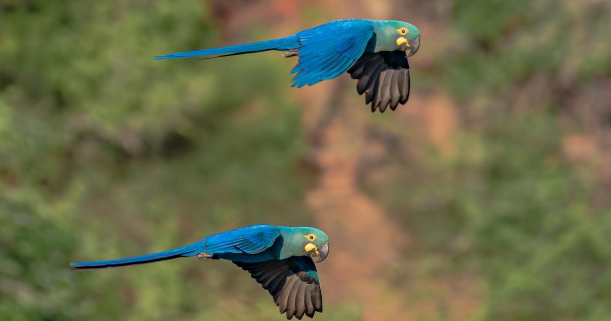 Arara-azul-de-lear #259608 - Biofaces - Bring Nature Closer