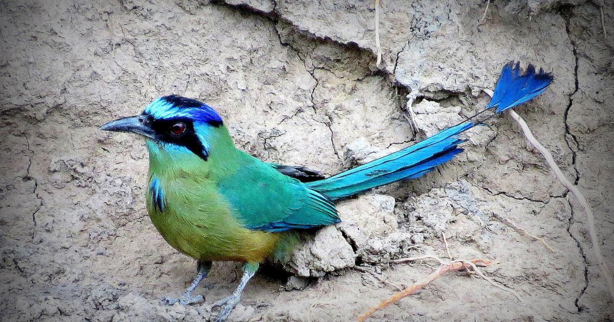 Udu-de-coroa-azul #267368 - Biofaces - Bring Nature Closer