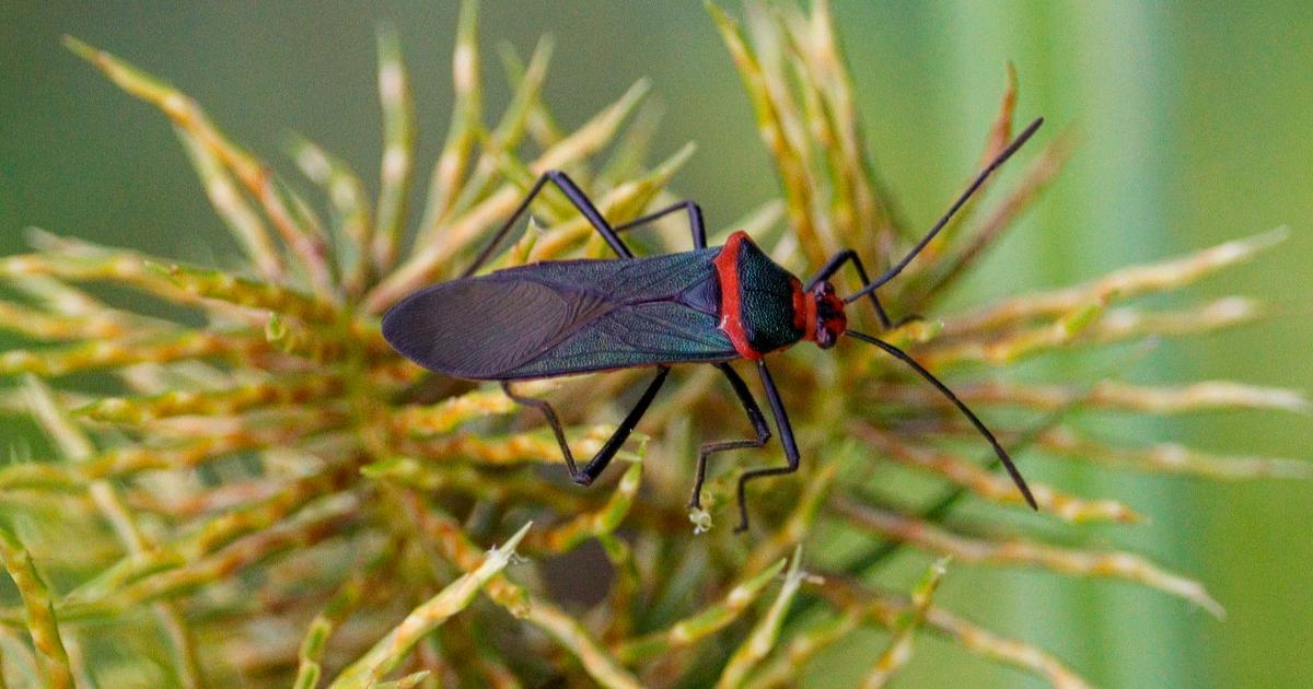 Percevejo-do-cajueiro #274951 - Biofaces - Bring Nature Closer