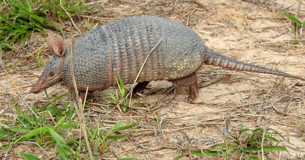 Tatu-de-sete-bandas #281060 - Biofaces - Bring Nature Closer