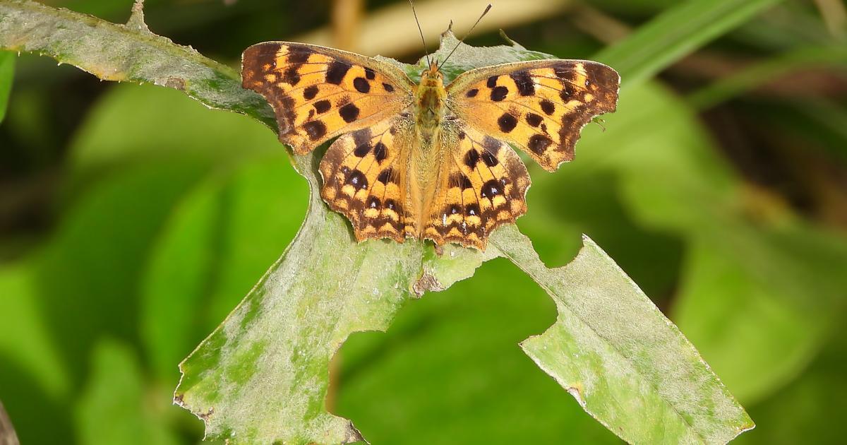 Polygonia #284926 - Biofaces - Bring Nature Closer