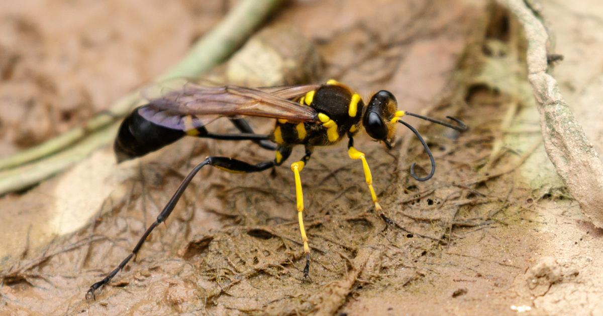 Vespa #290829 - Biofaces - Bring Nature Closer