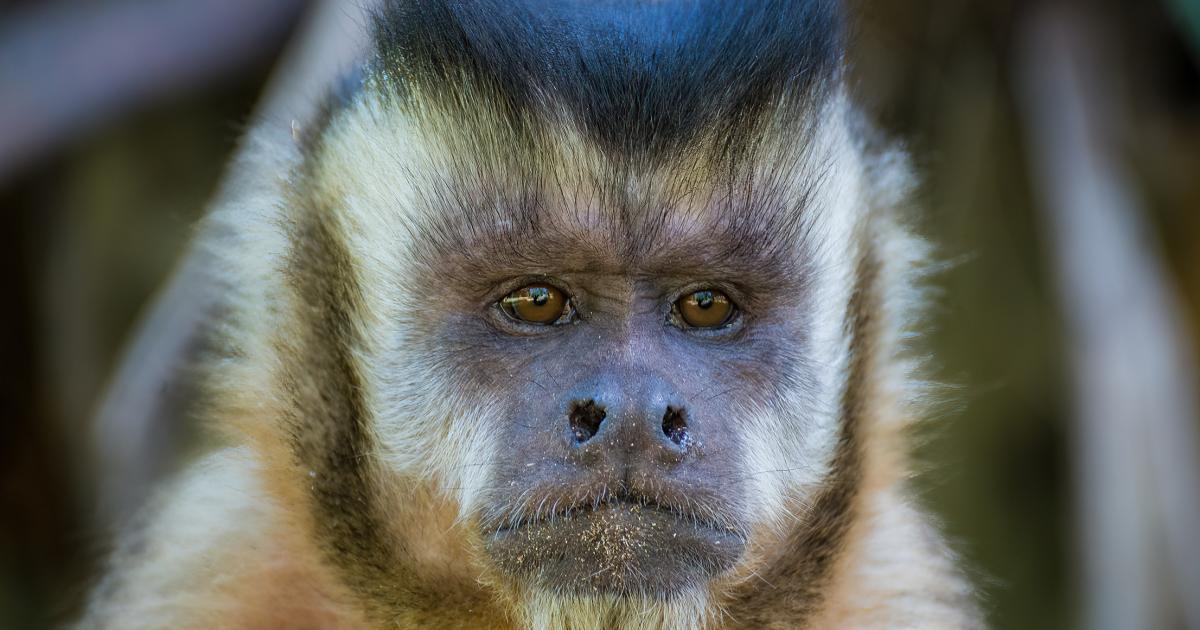 Macaco-prego #294943 - Biofaces - Bring Nature Closer