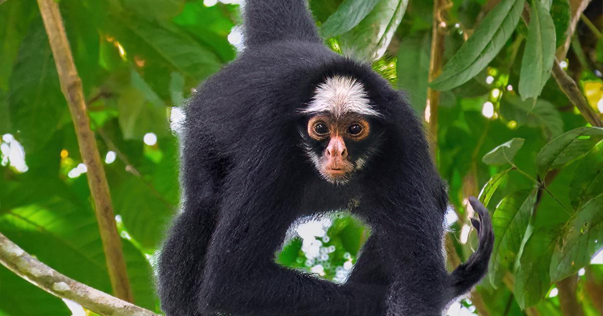 Macaco-aranha-de-cara-branca #295928 - Biofaces - Bring Nature Closer