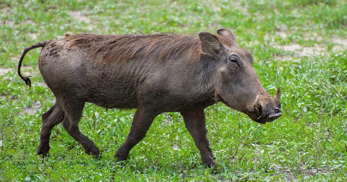 Javali-africano #301091 - Biofaces - Bring Nature Closer