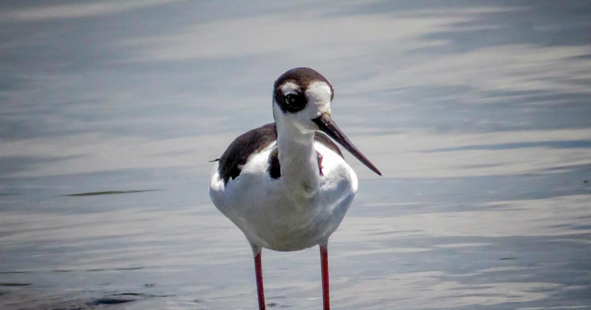 Pernilongo #307453 - Biofaces - Bring Nature Closer