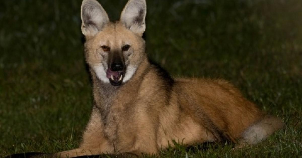 Chrysocyon brachyurus [Near Threatened] - Biofaces - Bring Nature Closer