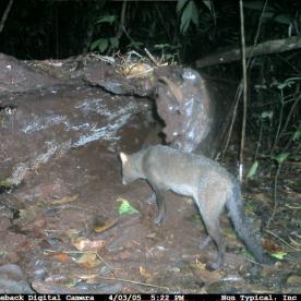 Atelocynus microtis [Near Threatened] - Biofaces - Bring Nature Closer